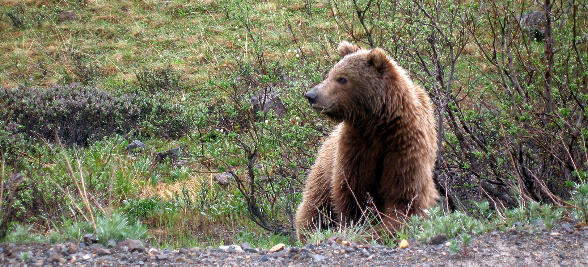 Bears, Bacon & Church | ACMNP